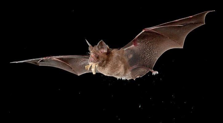 Bats Can See Into The Future With Their Sonar Capabilities: Here’s How