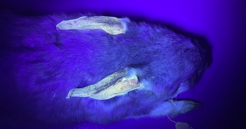 Scientists Discover That Platypus, Some Marsupials Glow In The Dark Scientists Discover That Platypus, Some Marsupials Glow In The Dark