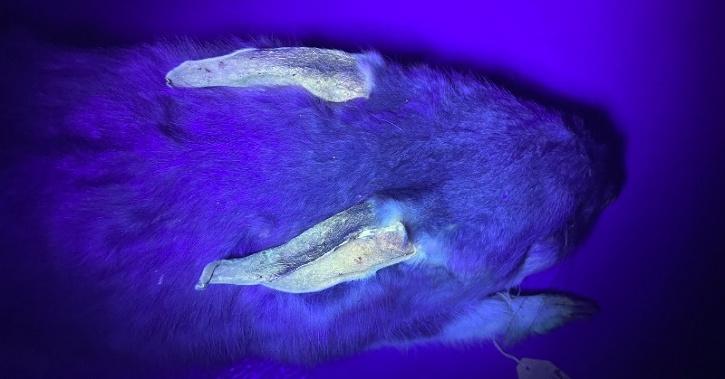 Scientists Discover That Platypus, Some Marsupials Glow In The Dark
