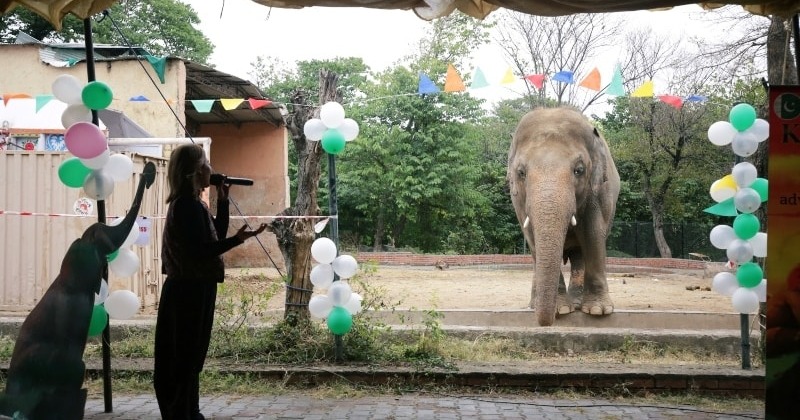 पाकिस्तान में अकेलेपन से जूझ रहा था हाथी, यादगार फेयरवेल देकर भेजा गया ...