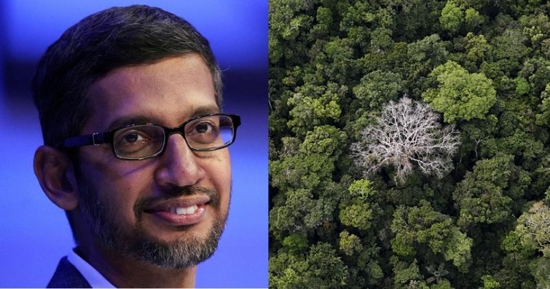 Google's New AI Platform Will Help Cities Plant Trees Smartly To Limit ...
