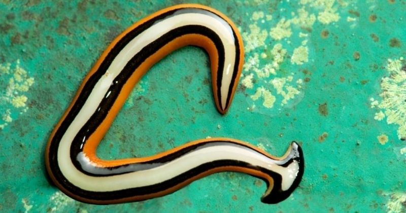 This Strange Snake-Worm Spotted In Virginia Is Almost Immortal
