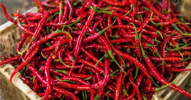 Eating Chilli Could Reduce Cancer Risk, Cardiovascular Diseases Claims ...
