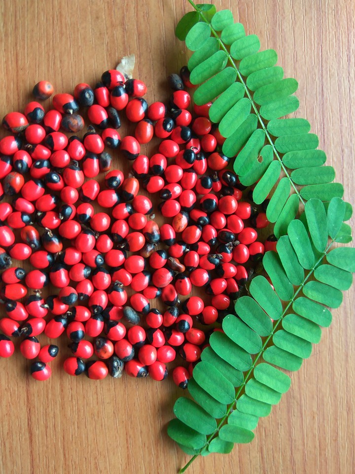 ये हैं 'रत्ती के दाने' जिनसे कभी सोना-जवाहर मापा जाता था और यहीं से ...