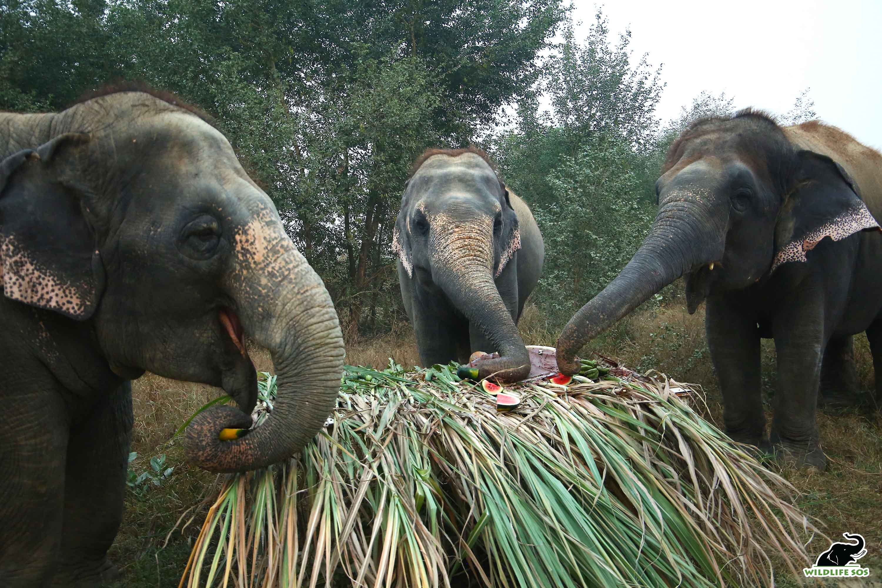 Rescued From A Circus Ring And Begging, These Elephants Just Celebrated ...