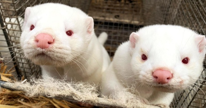More Than 15,000 Mink Have Died In The US Due To COVID-19