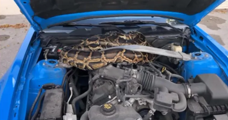 10-Foot-Long Burmese Python Rescued From A Mustang's Engine