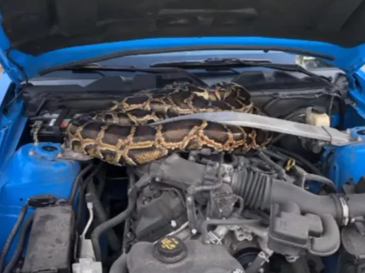 10-Foot-Long Burmese Python Rescued From A Mustang's Engine