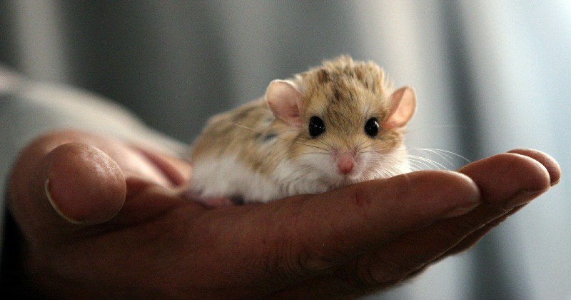 Scientists 'Mentally Teleport' Mice To Happy Place In World's 1st ...