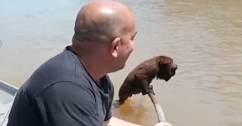 Brazil Fishermen Save Exhausted Monkey From Drowning