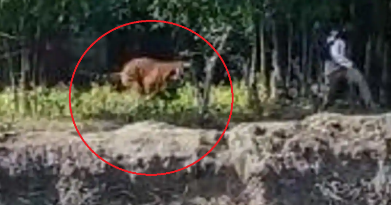 Royal Bengal Tiger Attacks Two In Assam Town