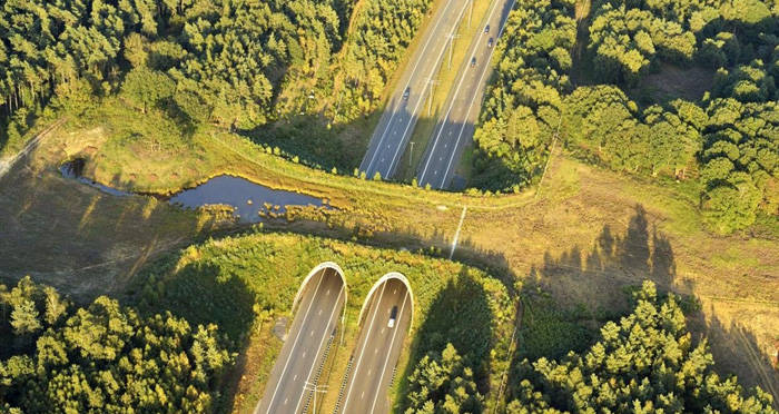 This 70-Metre-Long Eco-Bridge Made Of Bamboo & Ropes Will Save Reptiles ...
