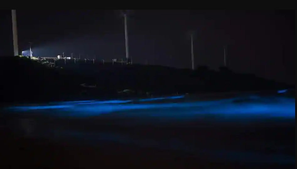 What Is The Beautiful 'Blue Tide' Spotted Along Juhu, Ratnagiri Beaches ...