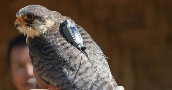 Tagged Falcons Arrive In India After Travelling For 33,000 Km