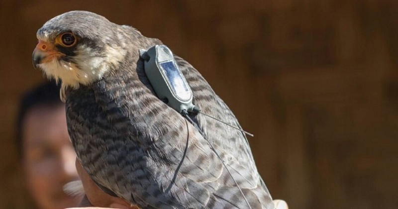Tagged Falcons Arrive In India After Travelling For 33,000 Km