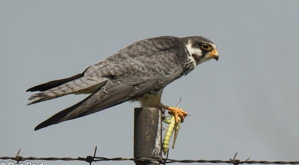 Tagged Falcons Arrive In India After Travelling For 33,000 Km