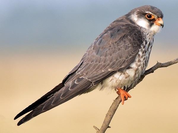 Tagged Falcons Arrive In India After Travelling For 33,000 Km
