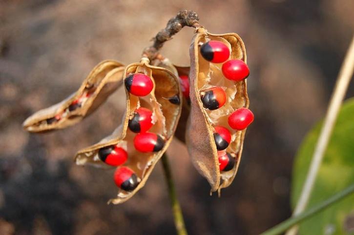 ये हैं 'रत्ती के दाने' जिनसे कभी सोना-जवाहर मापा जाता था और यहीं से ...