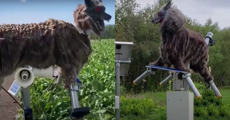 Japanese Town Plants 'Monster Wolf' Robots