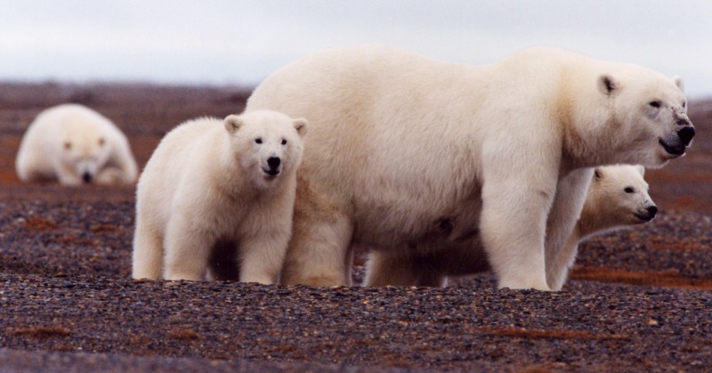 Climate Change Will Push Wildlife Diseases Further Up North, Warns New ...