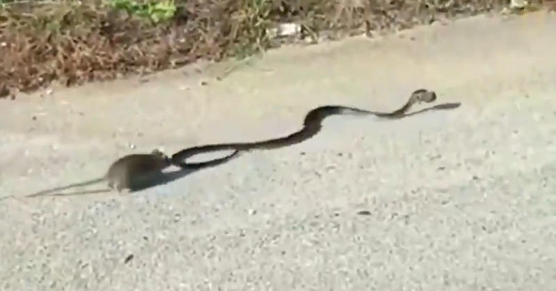 Mouse Rescues Baby From Snake's Mouth