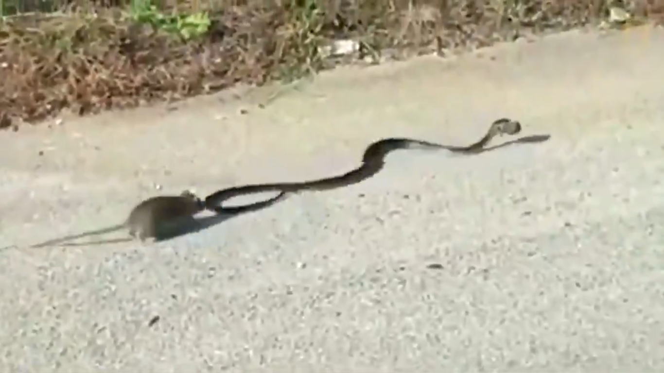 Mouse Rescues Baby From Snake's Mouth