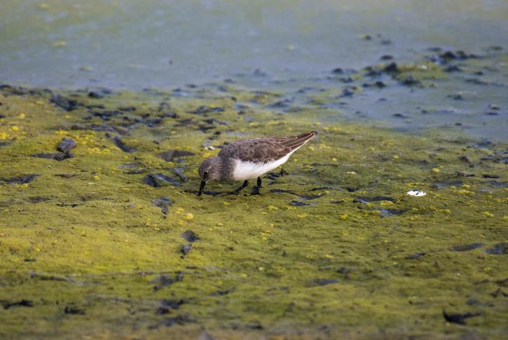Over 120 Species Of Migratory Birds Have Been Spotted In Delhi NCR & It ...