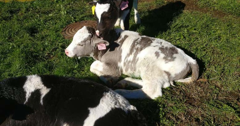 Cows Genetically Modified To Have Gray Patches