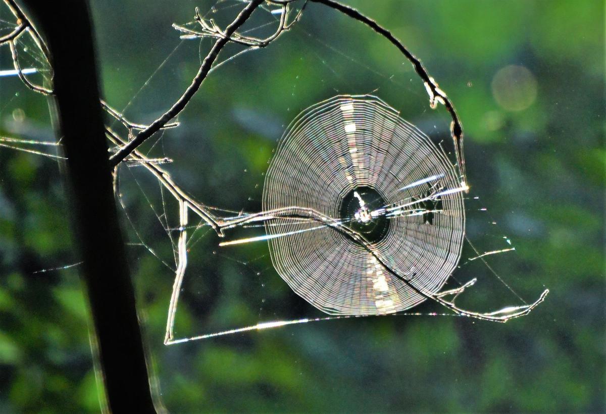 Stuff Of Nightmares - Giant Spiderweb In US Could 'Catch' A Human Being