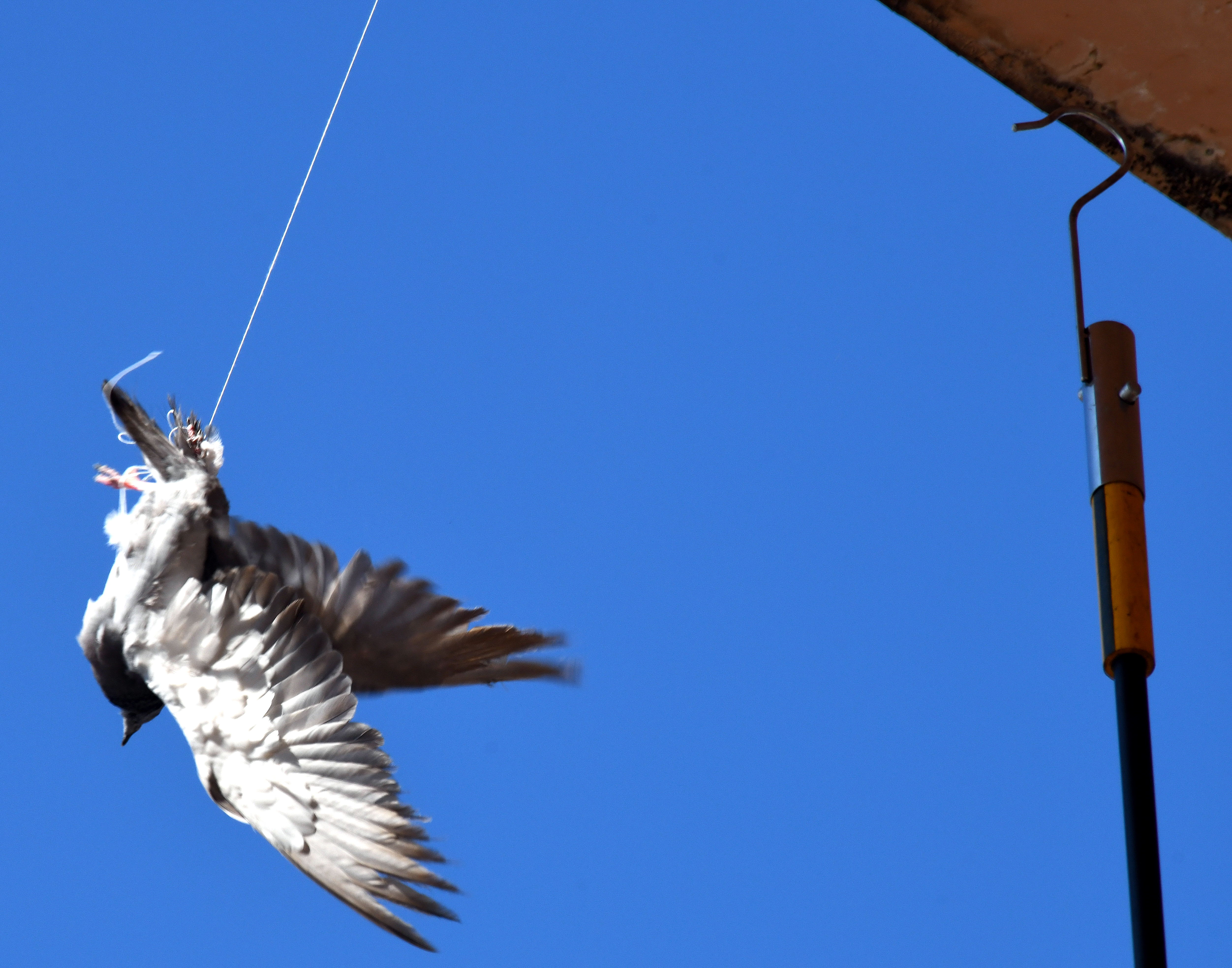 Falcon Who Suffered A Bad Injury On Its Wing Is Rescued By Good ...