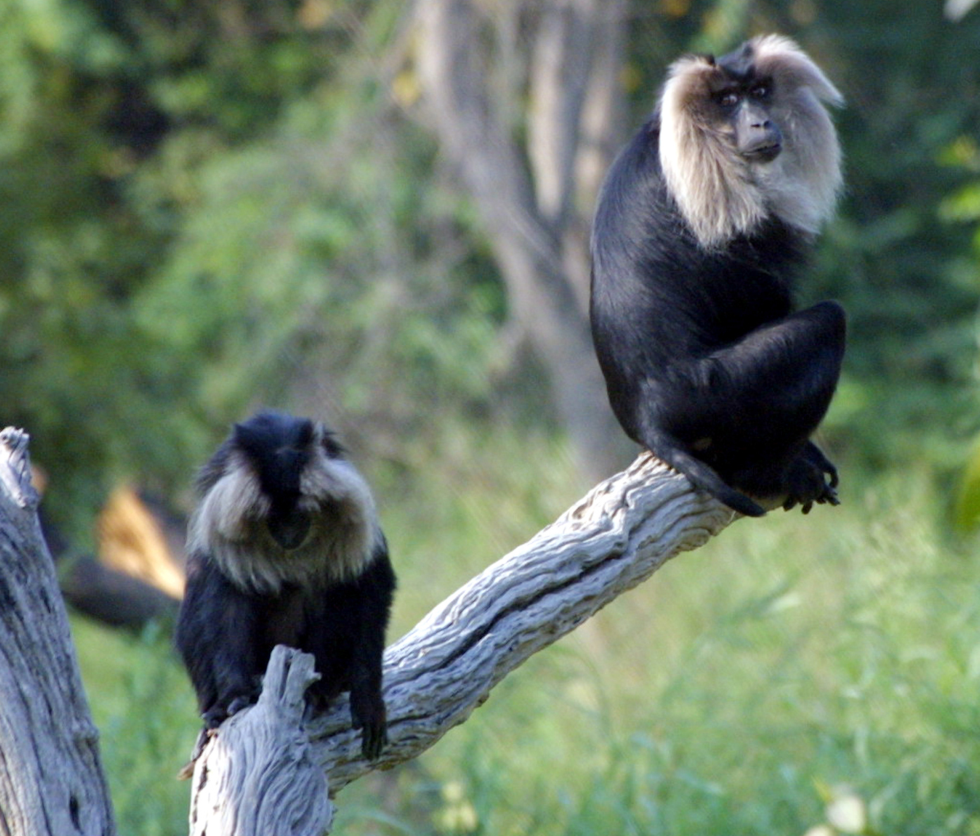 How A Power Project Is Threatening Habitat Of Endangered Lion-tailed ...