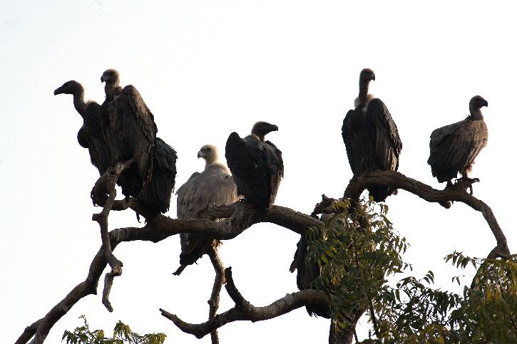 Proud Moment! Indian Conservationist Who Saved Vultures From Extinction ...