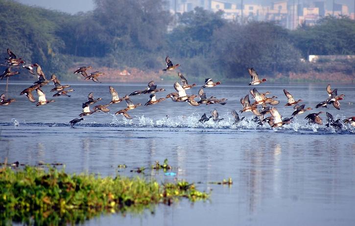Over 120 Species Of Migratory Birds Have Been Spotted In Delhi NCR & It ...