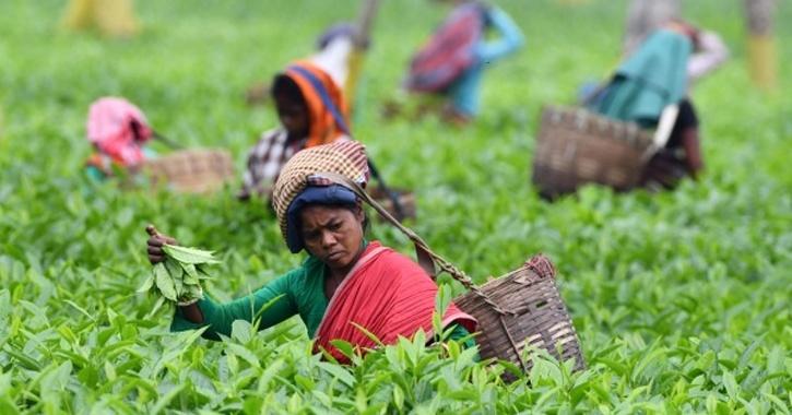 Rare Assam Tea Sells for Whopping Rs 75,000