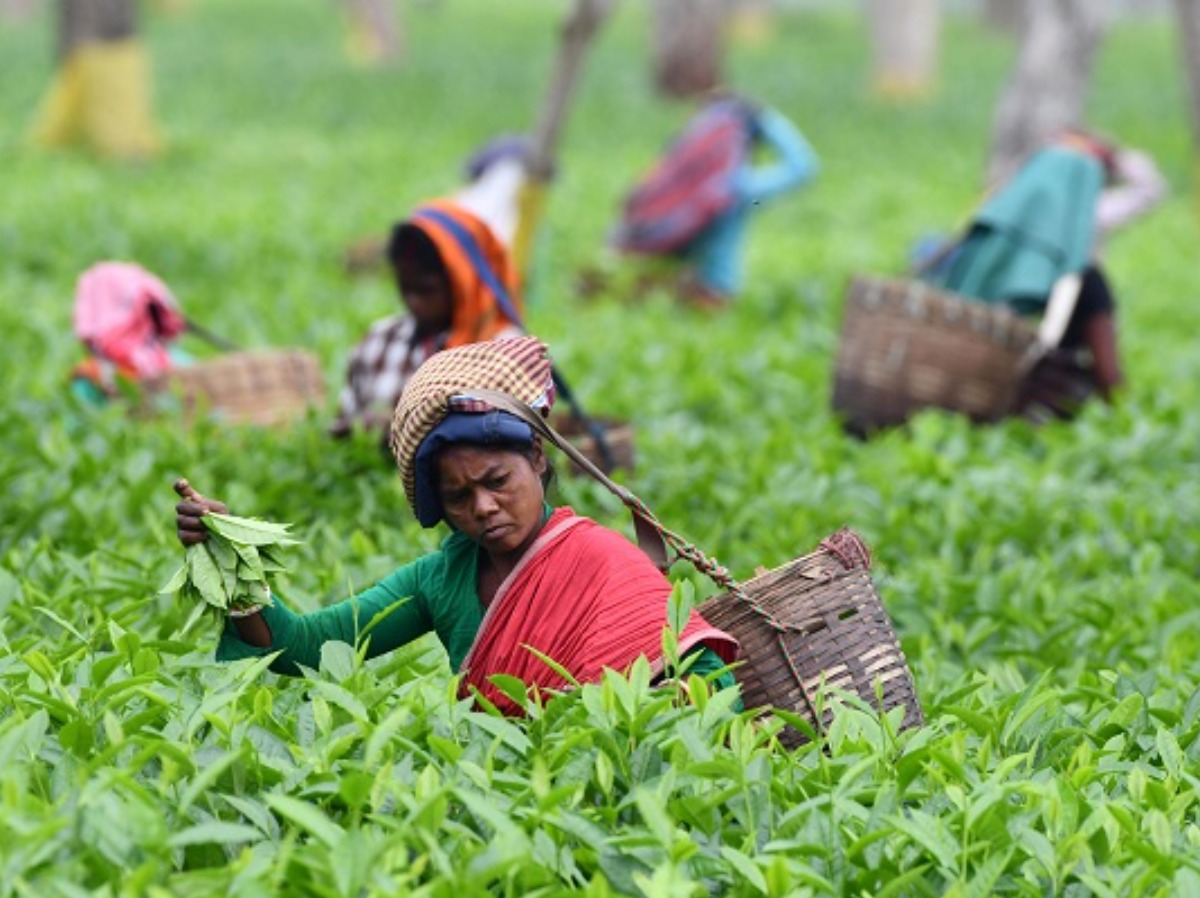 Rare Assam Tea Sells for Whopping Rs 75,000