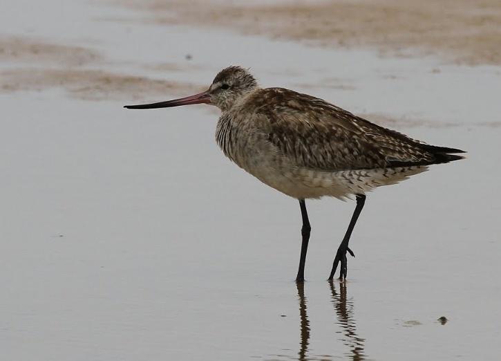 Bar-Tailed Godwit Bird Travelled From Alaska To New Zeland Non-Stop