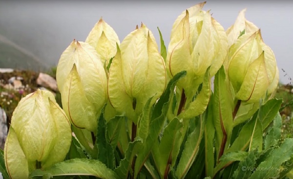 Brahmakamal Flowers Bloom In Off-Season In Uttarakhand