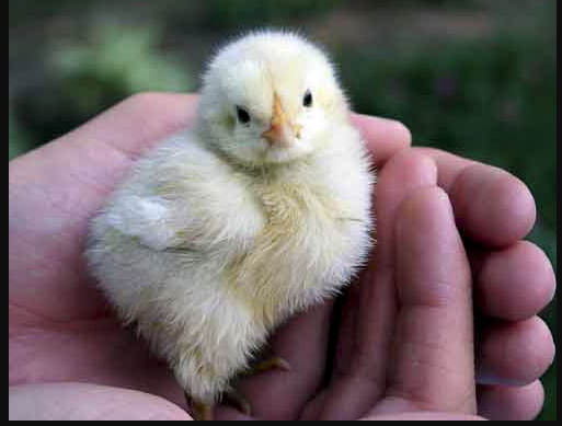 Little Boy Saves Chicks From Roadside, Gets Rewarded With Rs 50