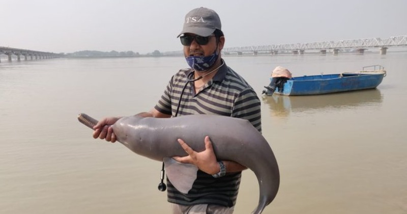 Dolphin Stranded In Barabanki Canal Rescued