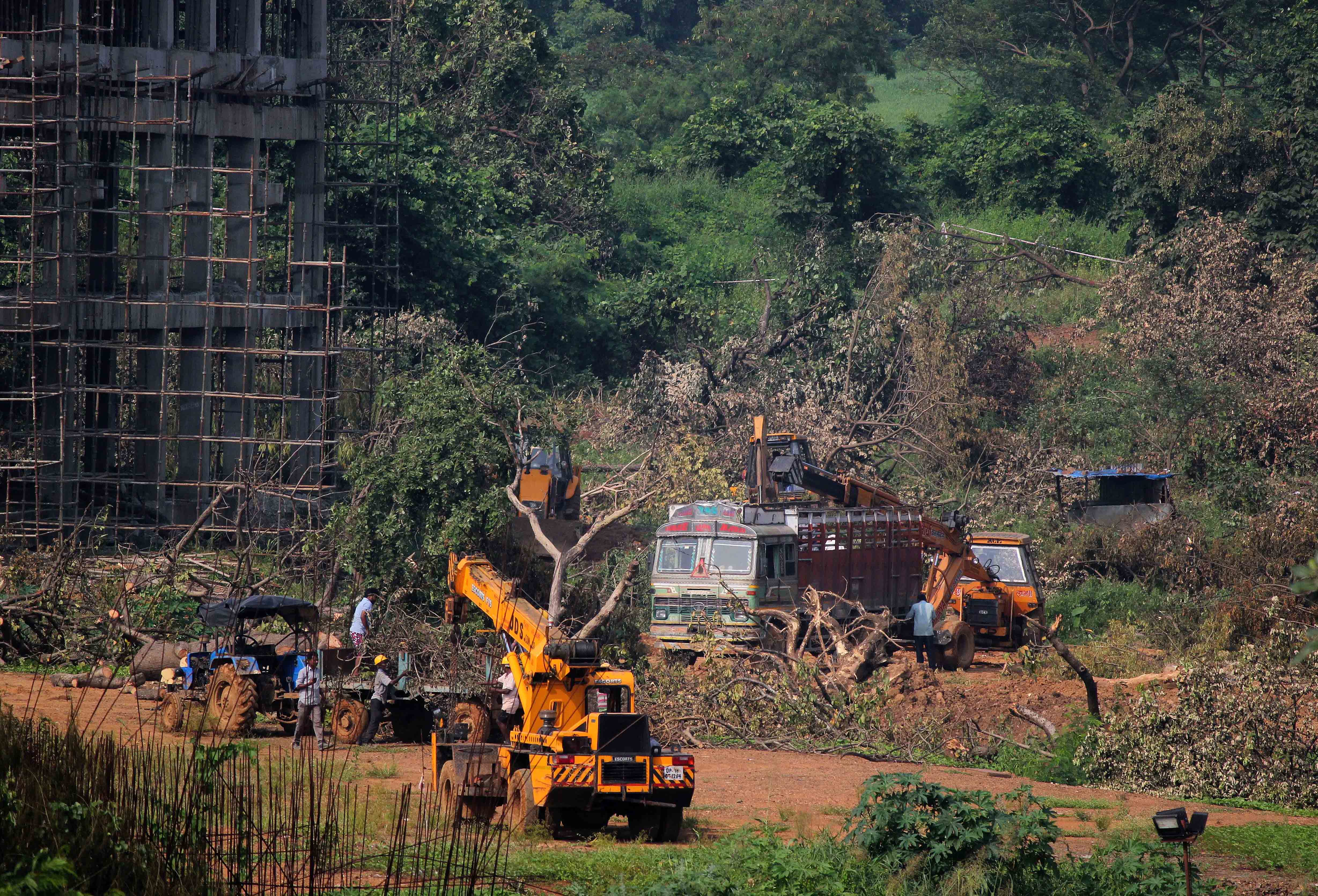 Aarey Is Now Officially A Forest, Thanks To Mumbai Residents Who Fought ...