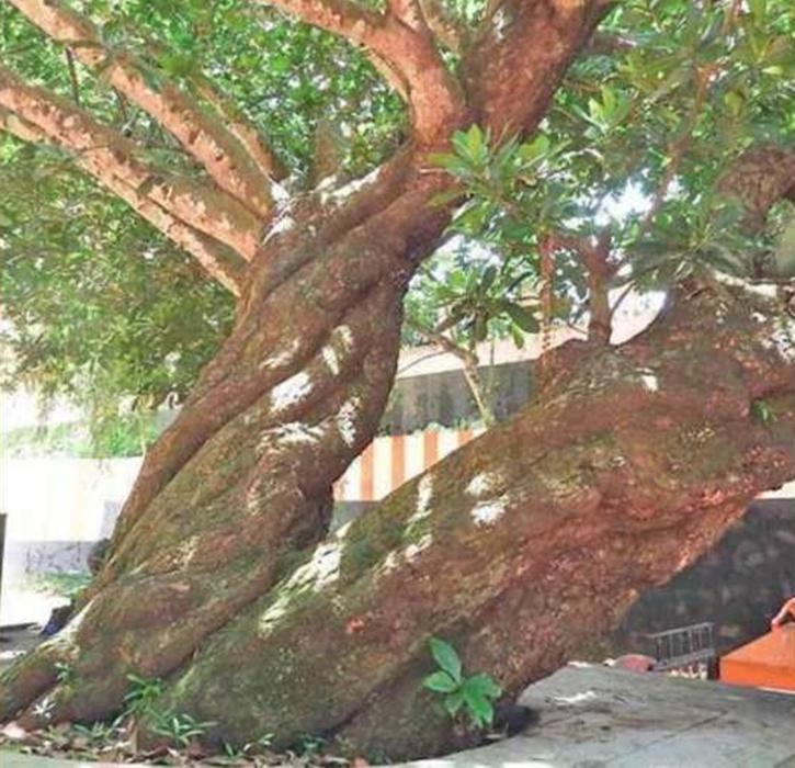 A Tree Thought To Have Gone Extinct Around 200 Years Ago Is ...