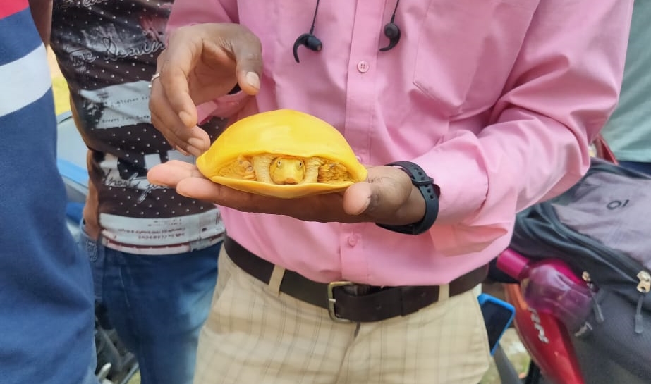 Rare Yellow-Coloured Albino Turtle Rescued In West Bengal