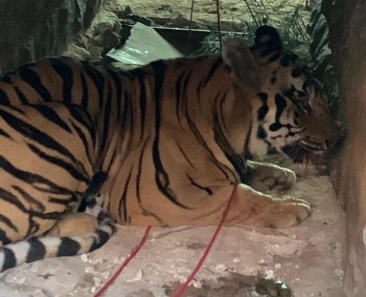 Maharashtra Tiger Blamed For 8 Human Kills, Captured, Set To Spend Rest ...