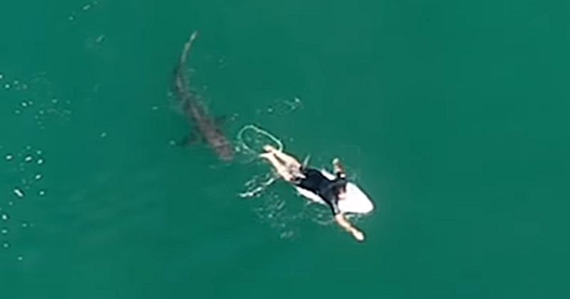 Drone Saves Surfer's Life From A Deadly Shark, Captures Scary Experience