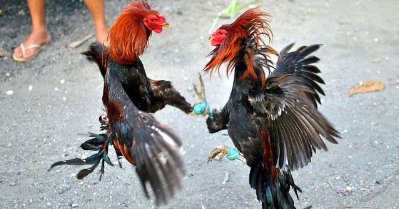 Police Officer Gets Killed By Rooster During Cockfight Raid