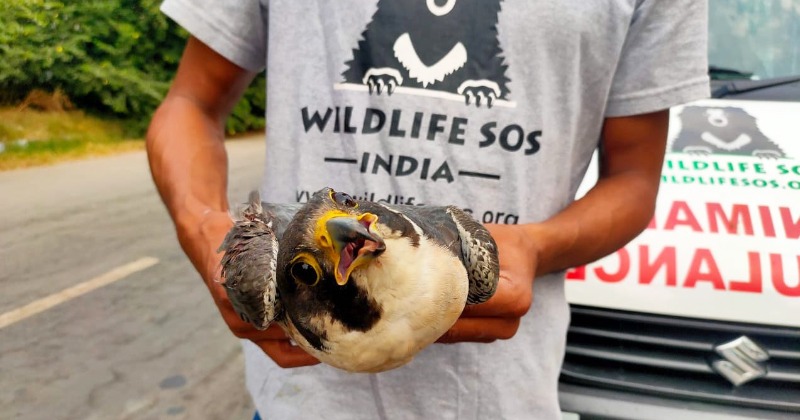 Falcon Who Suffered A Bad Injury On Its Wing Is Rescued By Good ...
