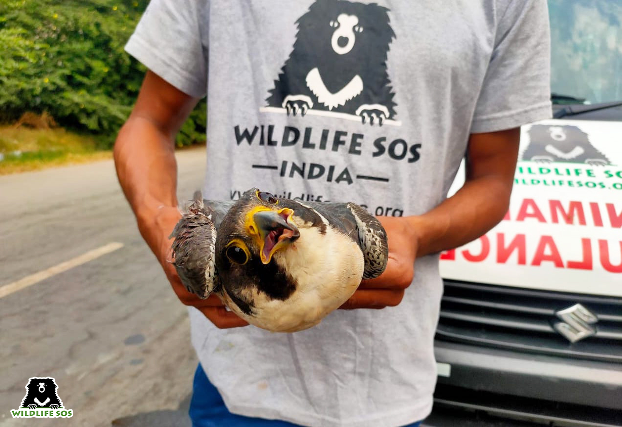 Falcon Who Suffered A Bad Injury On Its Wing Is Rescued By Good ...