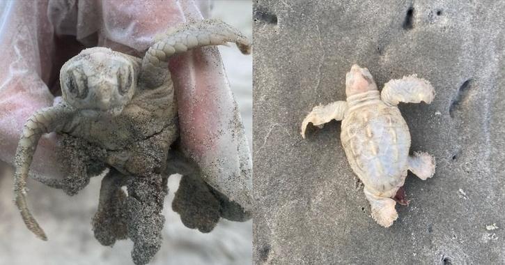 Rare White Turtle Found