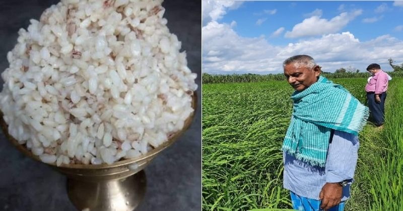 बिहार का मैजिक 'चावल' ठंडे पानी में पक जाता है, होता है शुगर फ्री ...