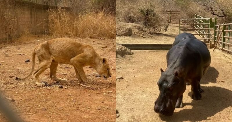 Shocking Pictures Show Starving Animals In African Zoo